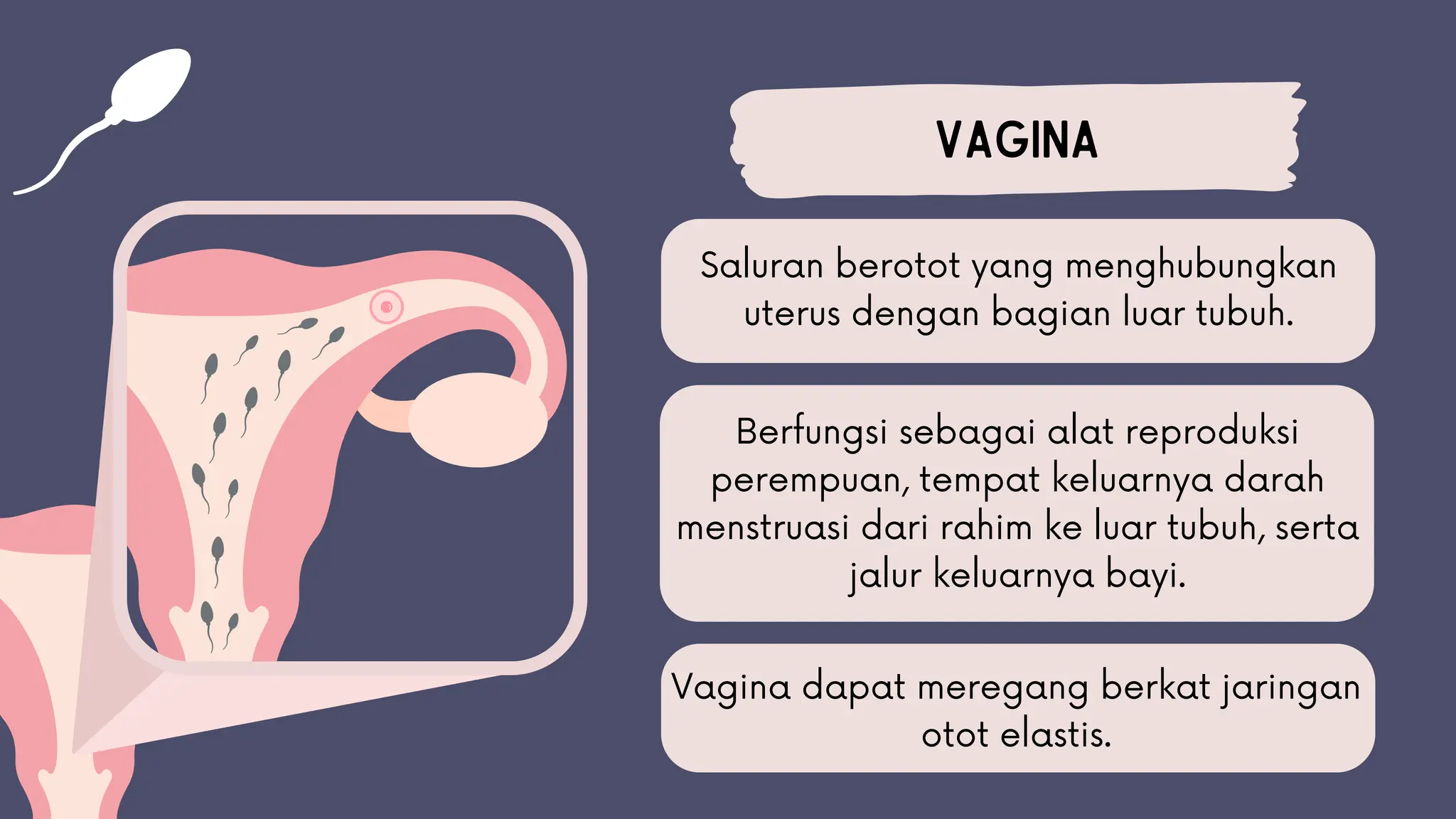 PPT organ reproduksi wanita KELAS 11.pdf