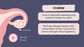 PPT organ reproduksi wanita KELAS 11.pdf