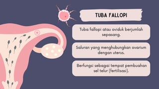 PPT organ reproduksi wanita KELAS 11.pdf