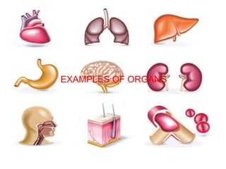 Organs | ODP