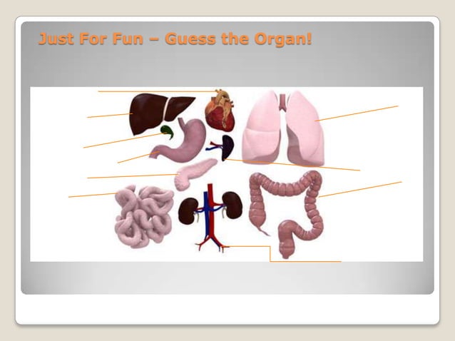 Organs | PPTX | Biological Sciences | Science