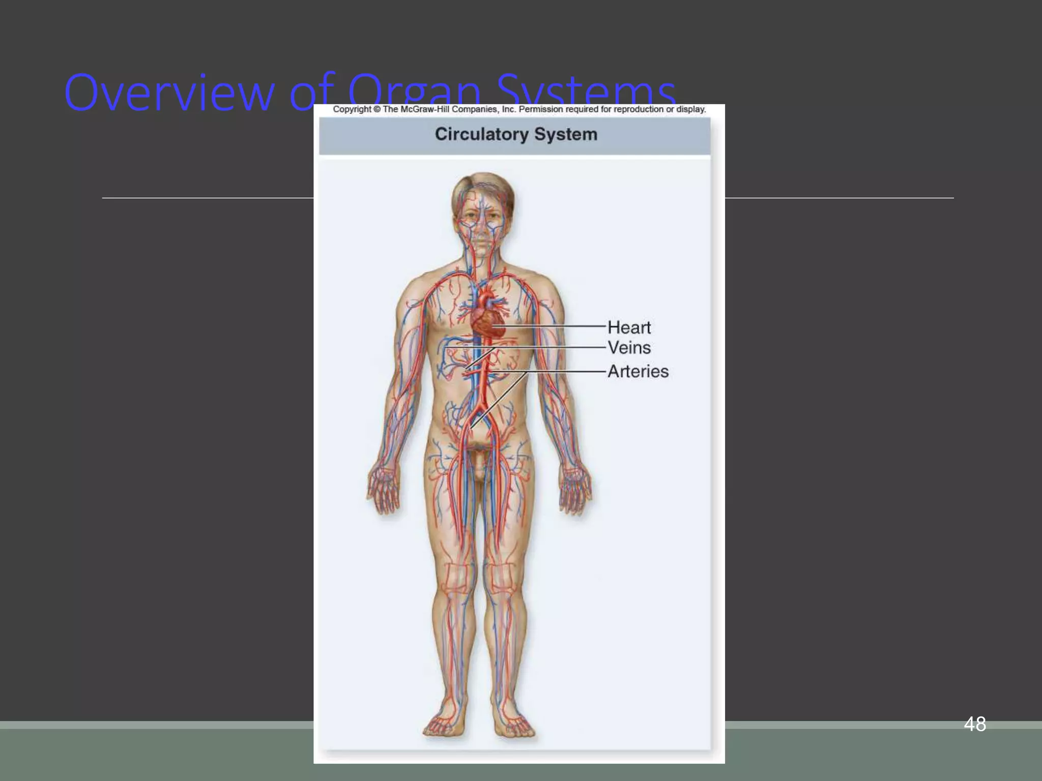 Organs and Systems | PPT