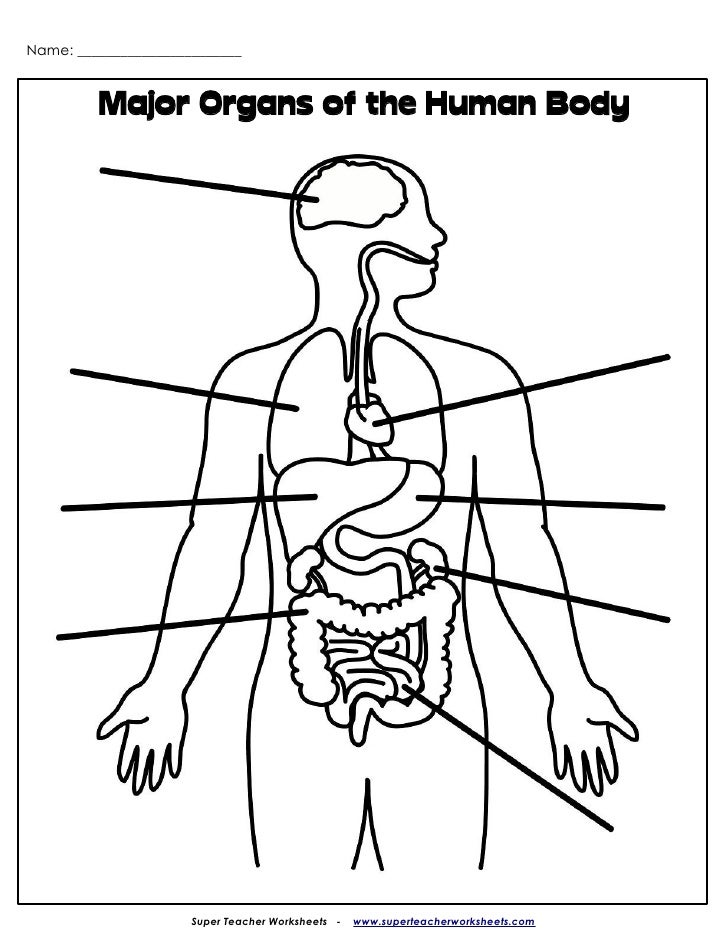 Organs Label Organs Label