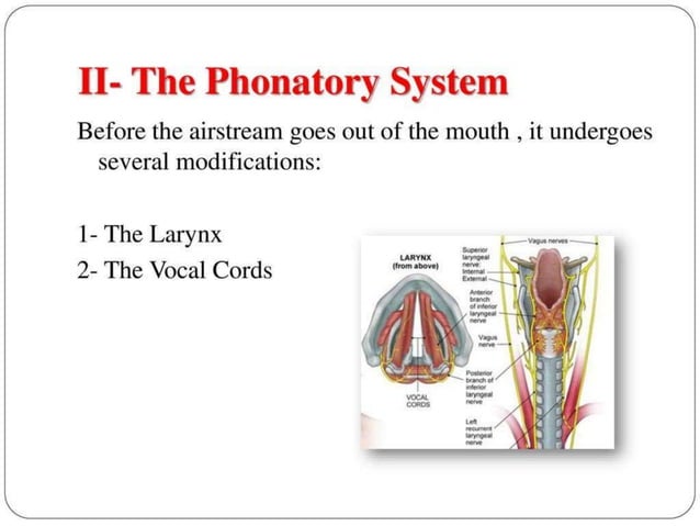 organs-of-speech-ppt.pptx