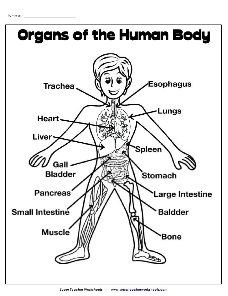 Organs Picture Organs Picture