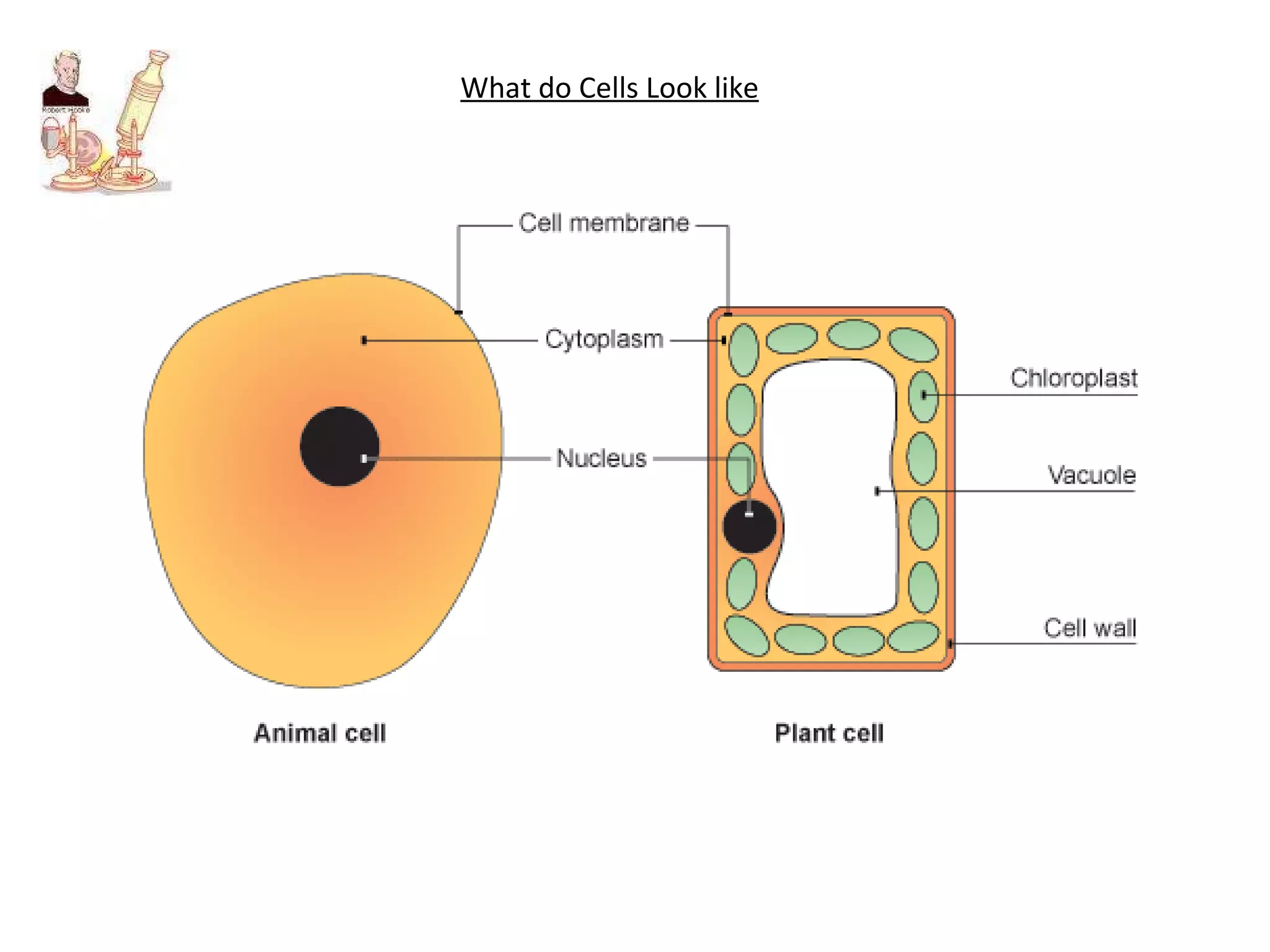 Organs, Tissue and Cells.pot