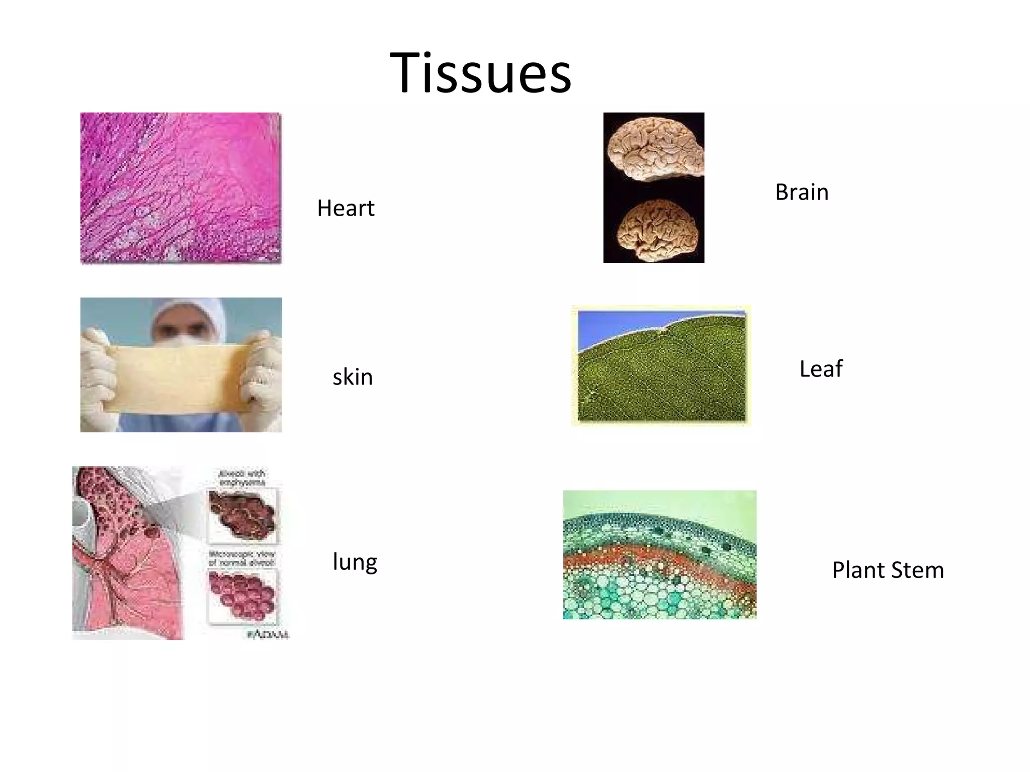 Organs, Tissue and Cells.pot