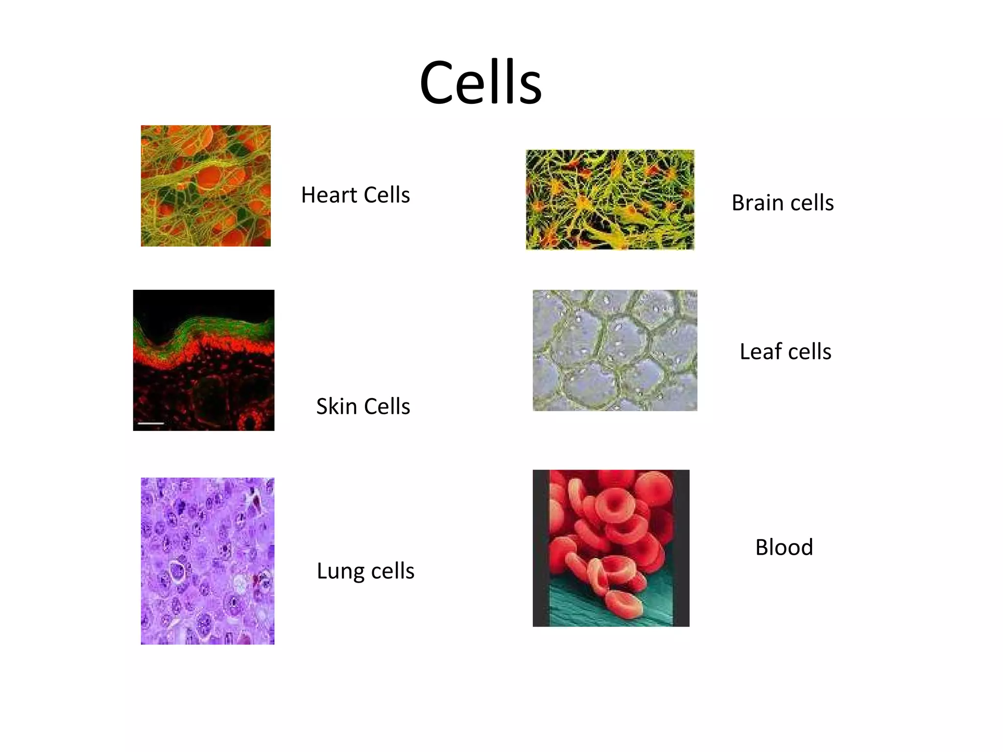 Organs, Tissue and Cells.pot