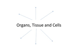 Organs, Tissue and Cells.pot