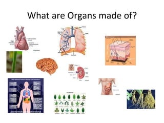 Organs, Tissue and Cells.pot