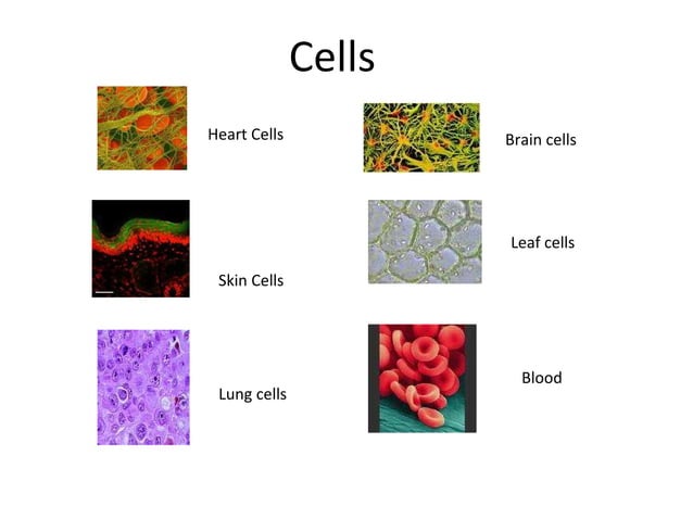 Organs, Tissue and Cells.pot