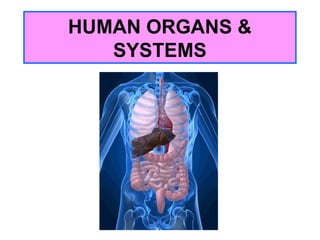 organsandsystemsinthehumanbody-140512123827-phpapp01.ppt