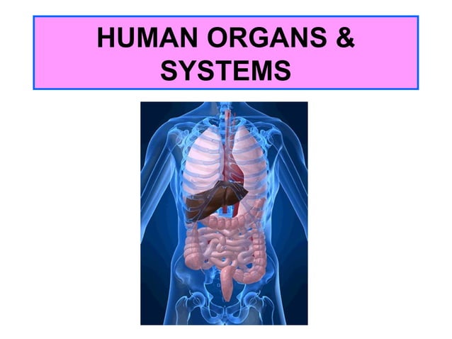 organsandsystemsinthehumanbody-140512123827-phpapp01.ppt
