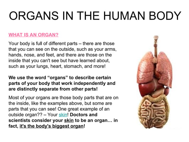 organsandsystemsinthehumanbody-140512123827-phpapp01.ppt