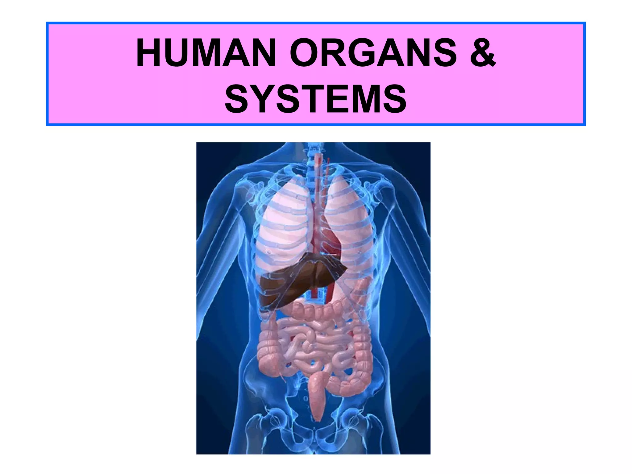 Organs and systems in the human body | PPT