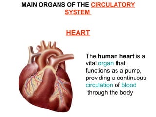 Organs and systems in the human body | PPT