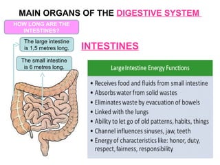 Organs and systems in the human body | PPT