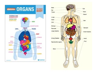 Organs and systems in the human body | PPT