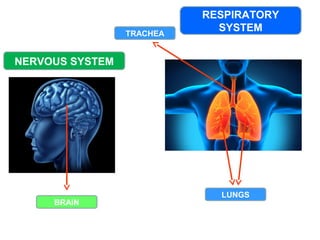 Organs and systems in the human body | PPT