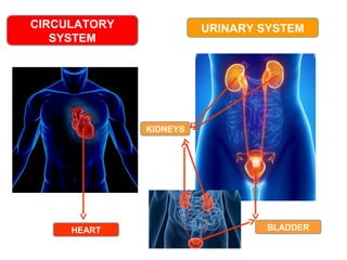 Organs and systems in the human body | PPT