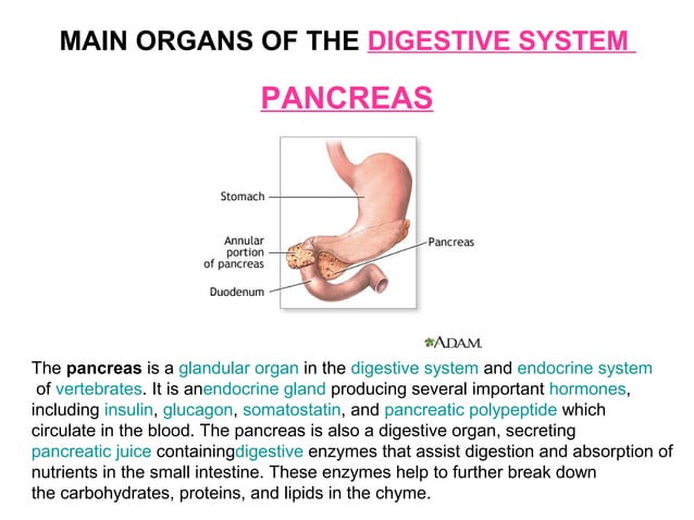Organs and systems in the human body | PPT