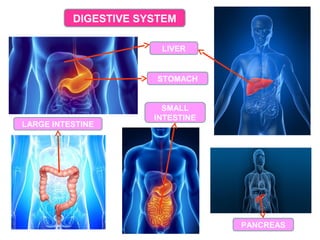 Organs and systems in the human body | PPT