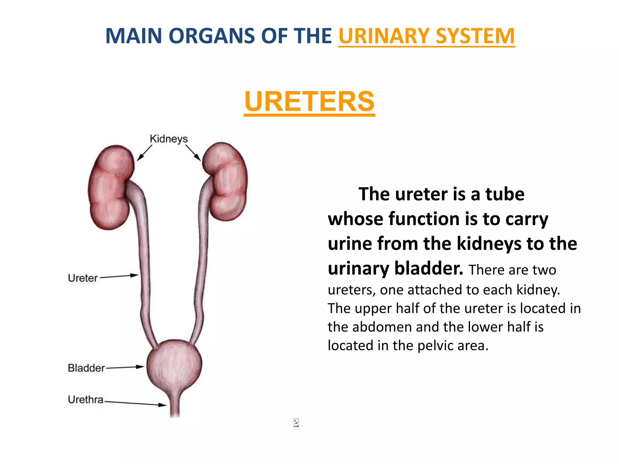 Organs and systems of the human body | PPTX
