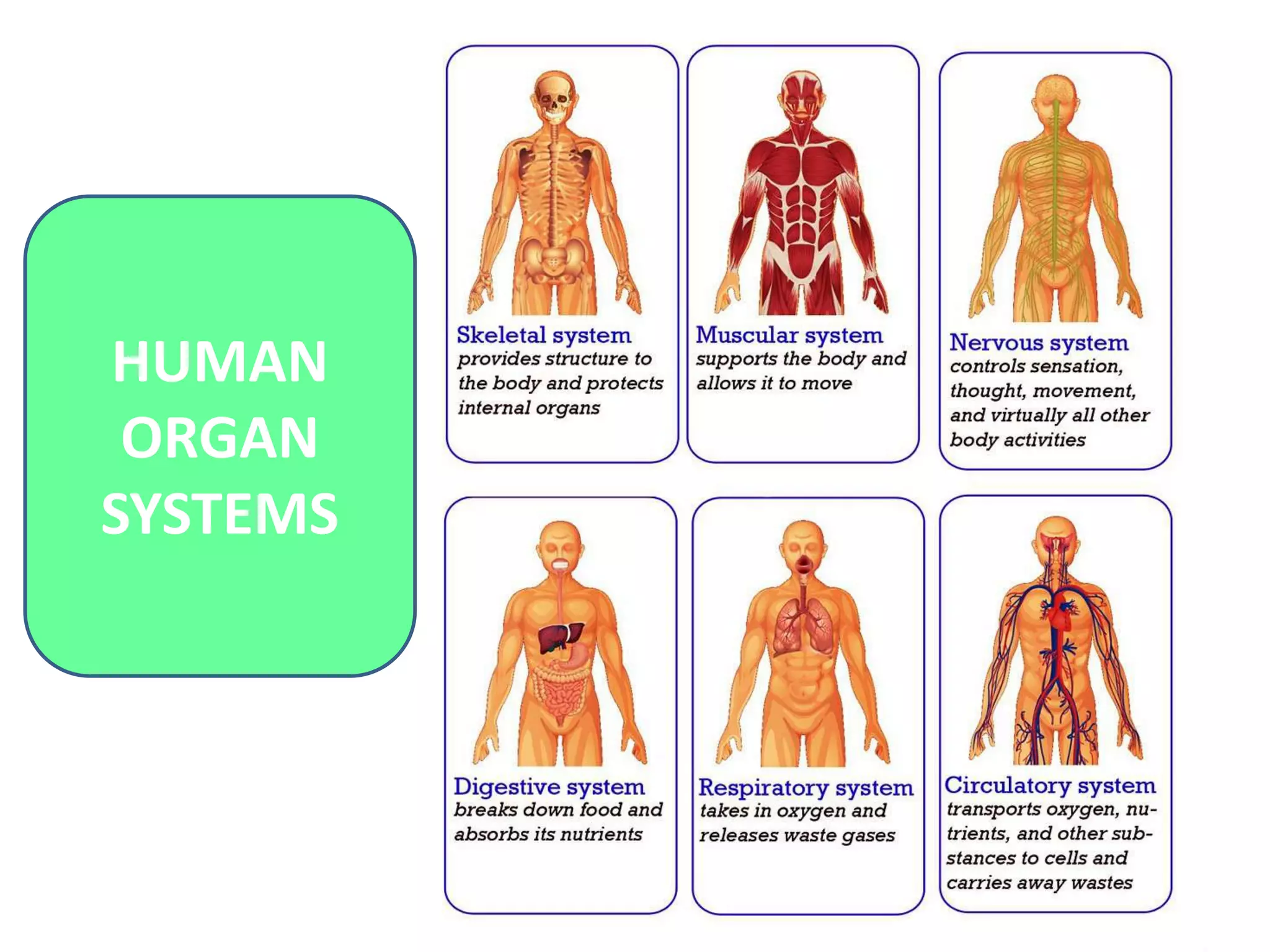 Organ Systems Of The Body And Their Organs