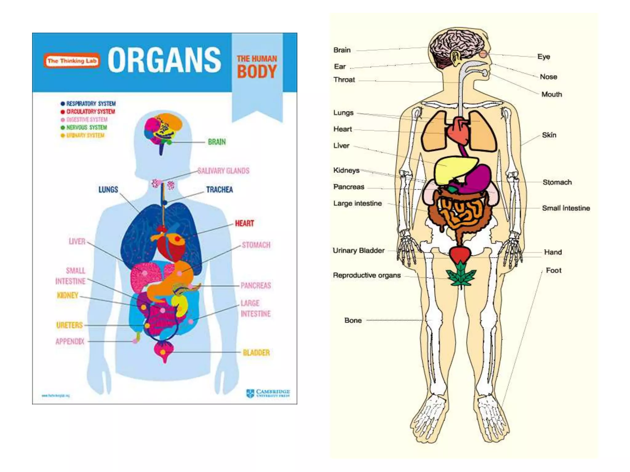Organs and systems of the human body | PPTX | Lung and Respiratory ...