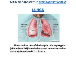 Organs and systems of the human body | PPTX