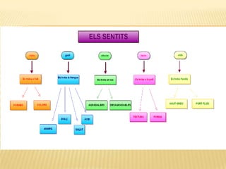 Organs dels sentits | PPT