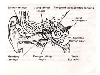 histologi telinga (modul orsen) | PPTX