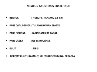 histologi telinga (modul orsen) | PPTX