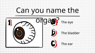 Organs Human Body Quiz Presentation in a Bold Style.pptx