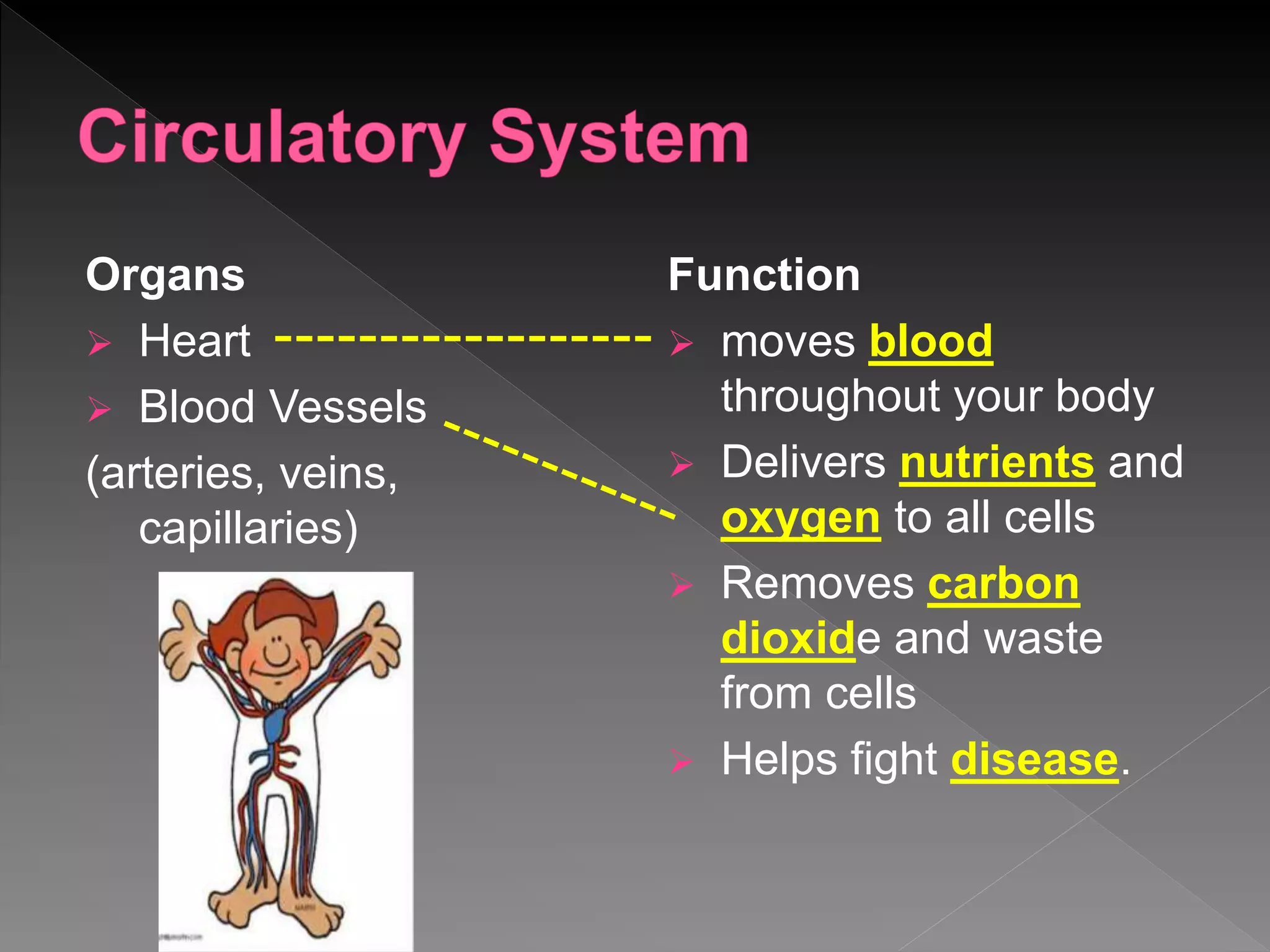 Organs human body sat flip book systems compare plants and animals 2015 ...