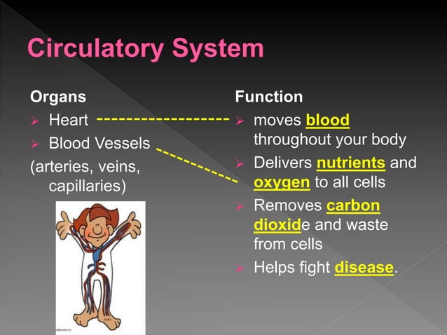Organs human body sat flip book systems compare plants and animals 2015 ...