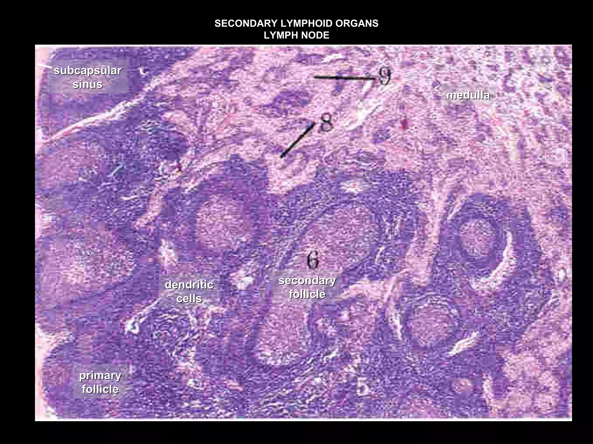 Organs Immune System 1 | PPT