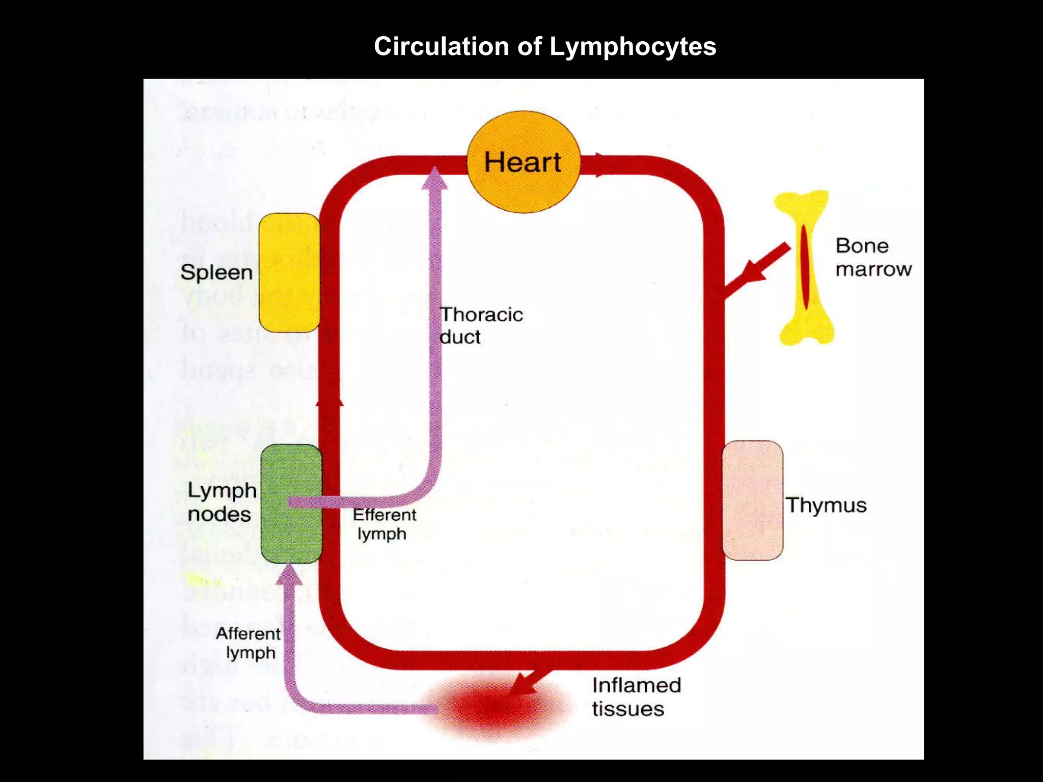 Organs Immune System 1 | PPT