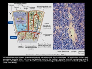 Organs Immune System 1 | PPT