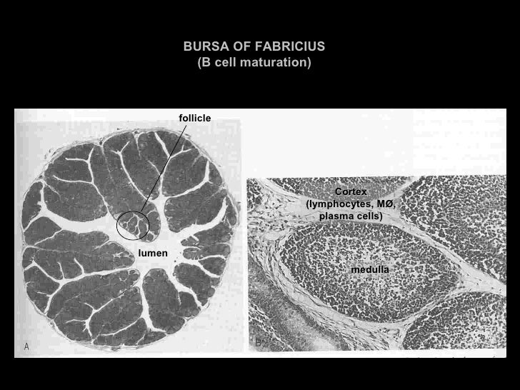 Organs Immune System 1