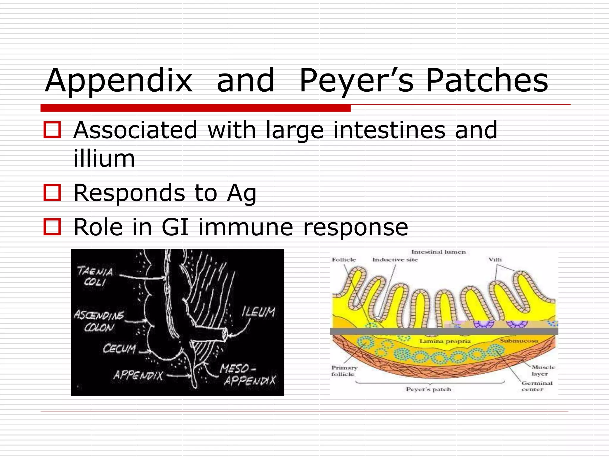 organs of Immune system | PPTX