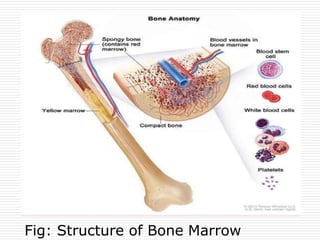 organs of Immune system | PPTX