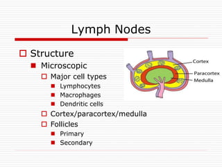 organs of Immune system | PPT