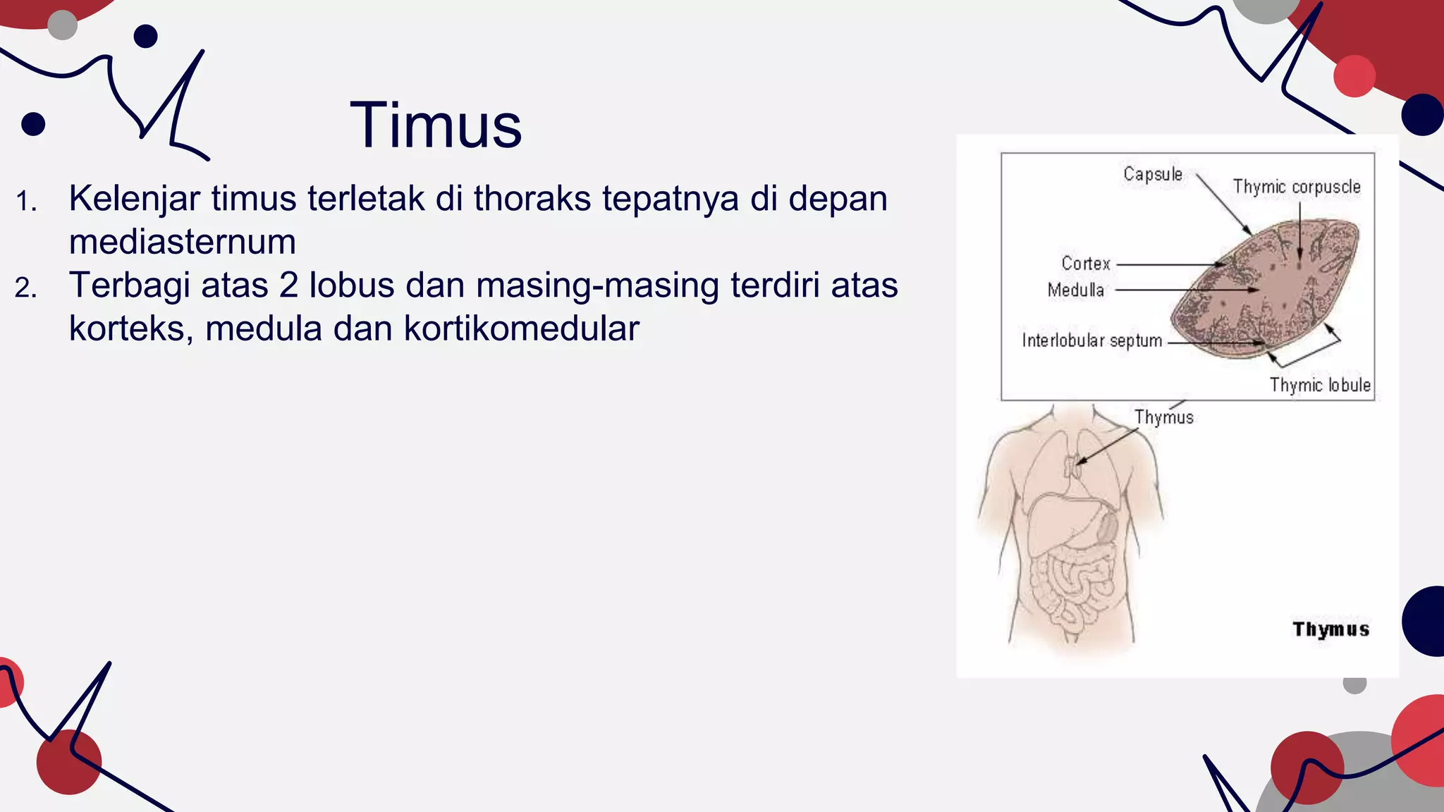 organ sistem imun.pptx