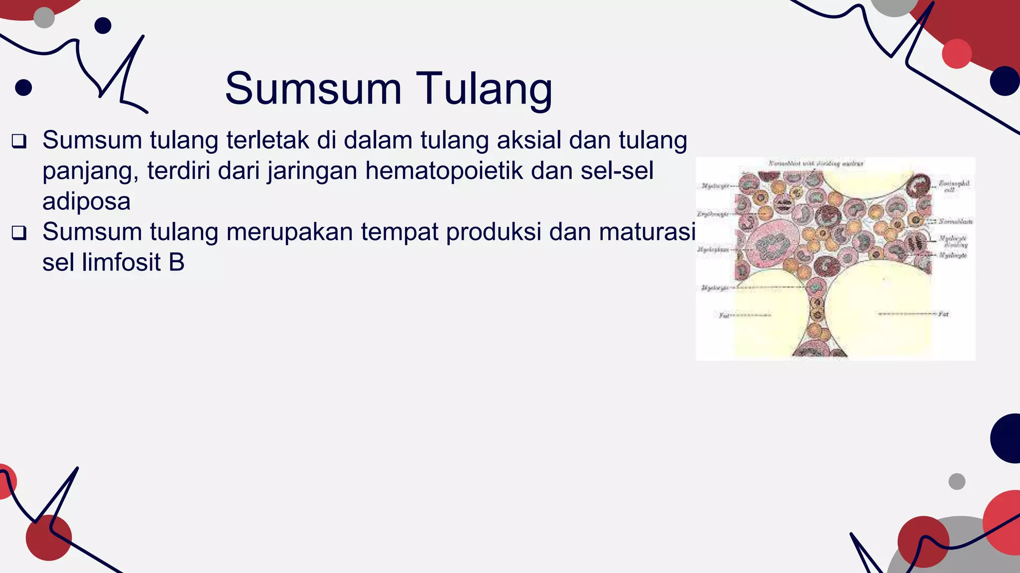 organ sistem imun.pptx