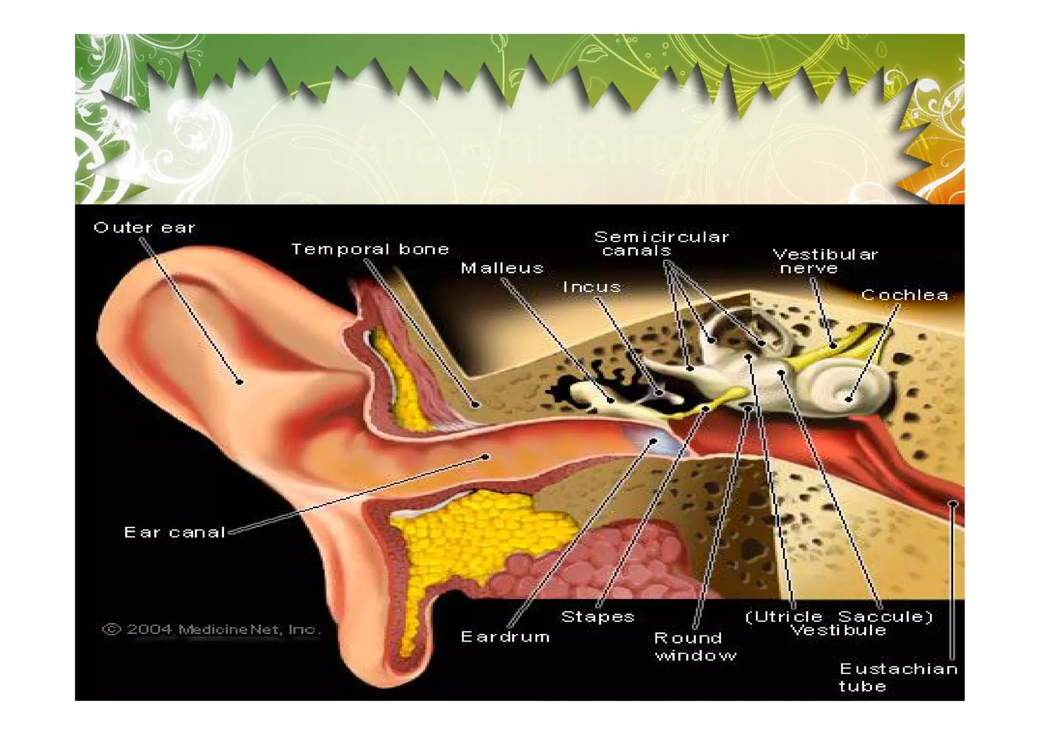 Organ Sistem Pendengaran | PDF