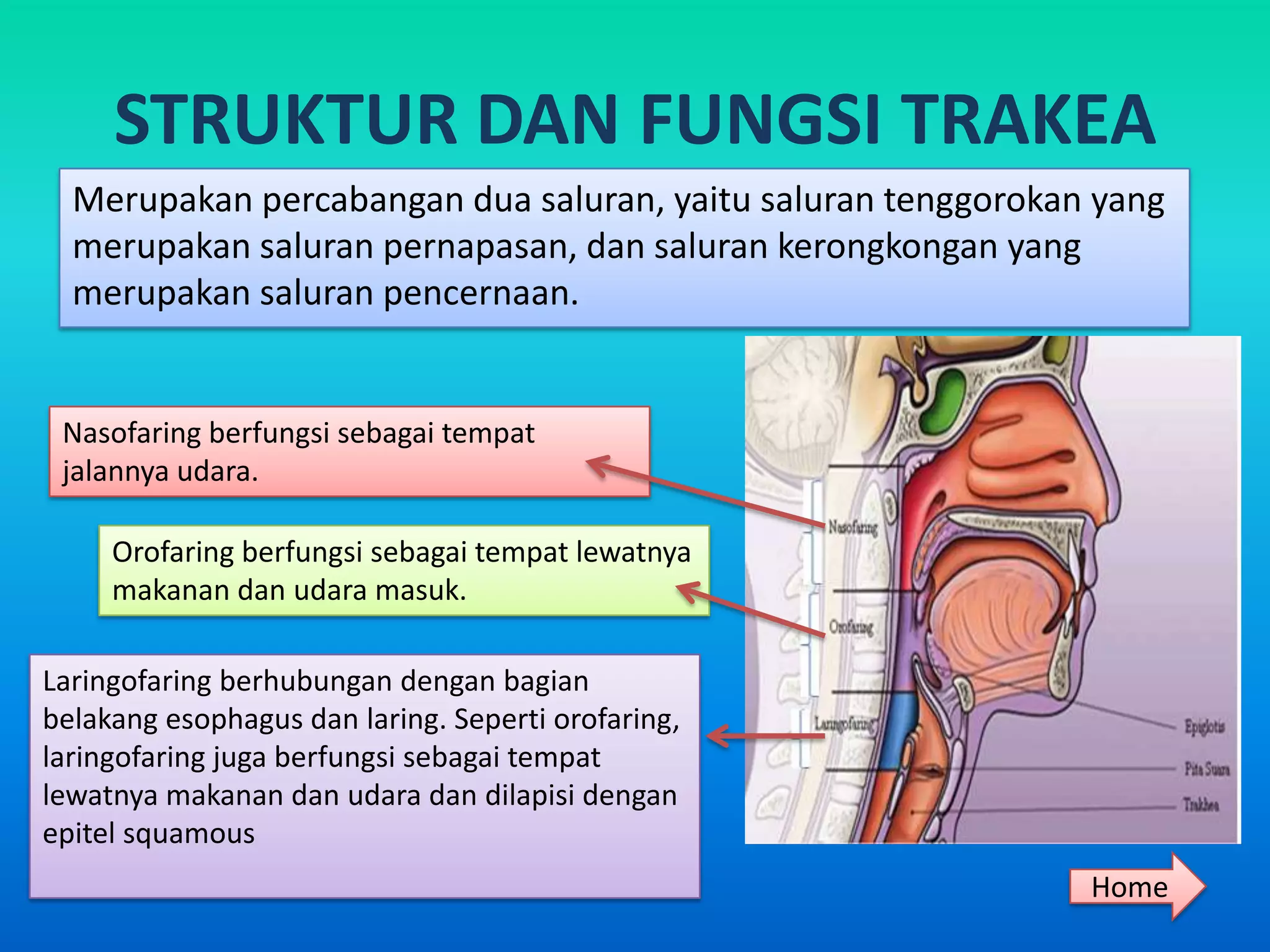 Organ sistem pernafasan baru | PPTX