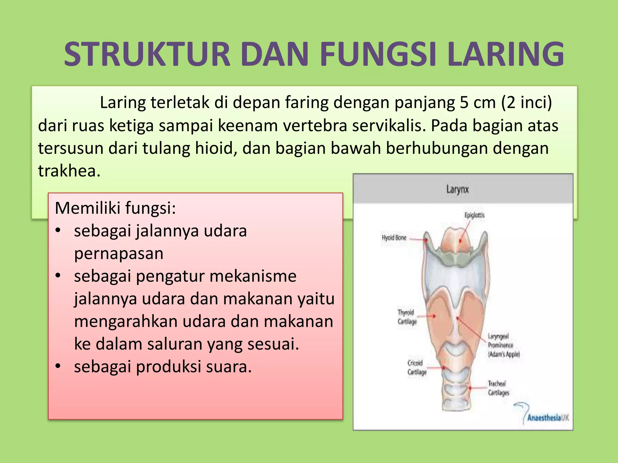 Organ sistem pernafasan baru | PPTX
