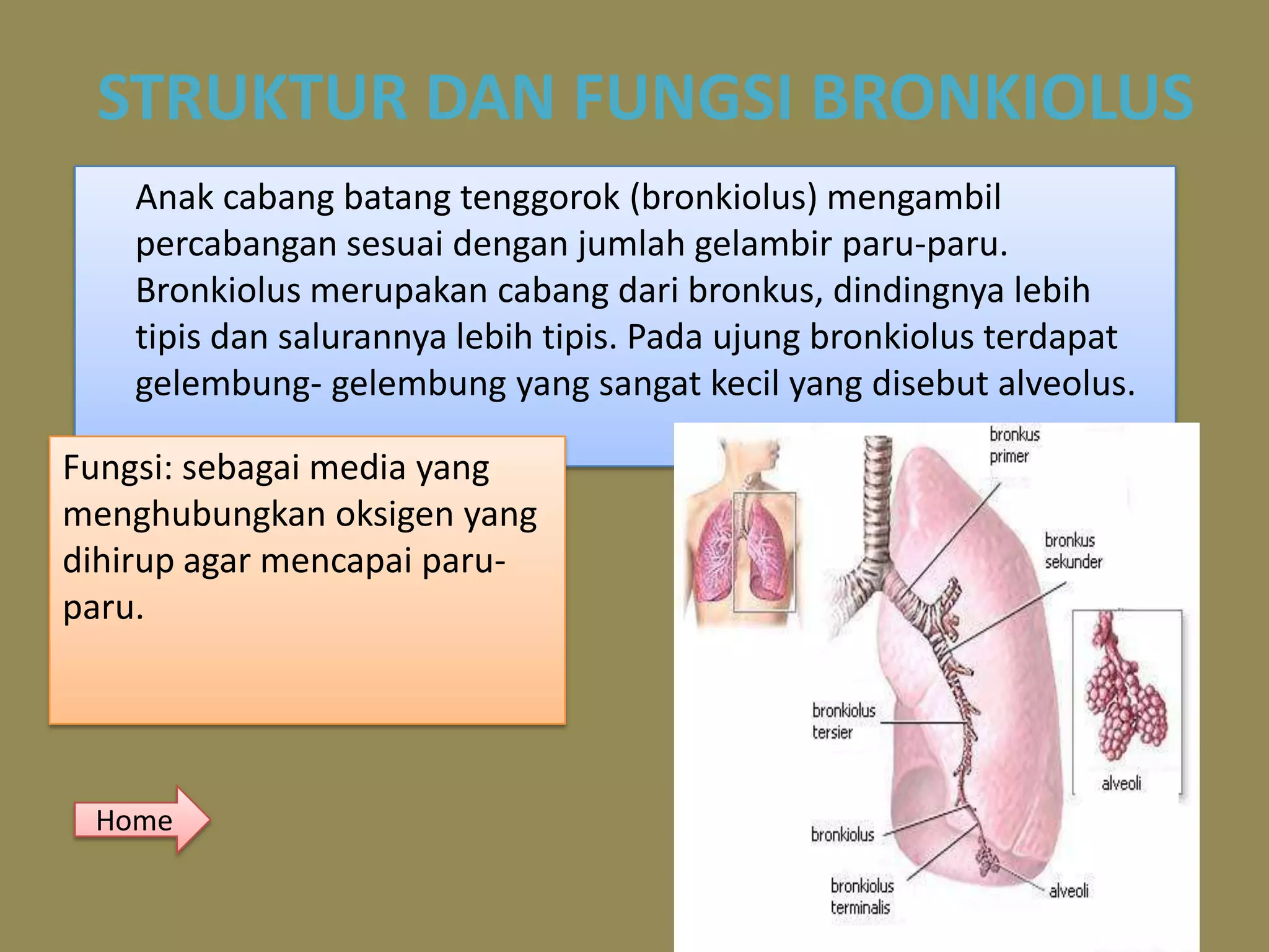 Organ sistem pernafasan baru | PPTX