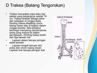 Organ_sistem_pernapasan_ppt.ppt